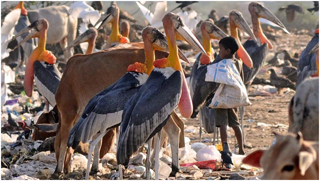 'Hargila Army' Led By A Woman Saves the Stork!