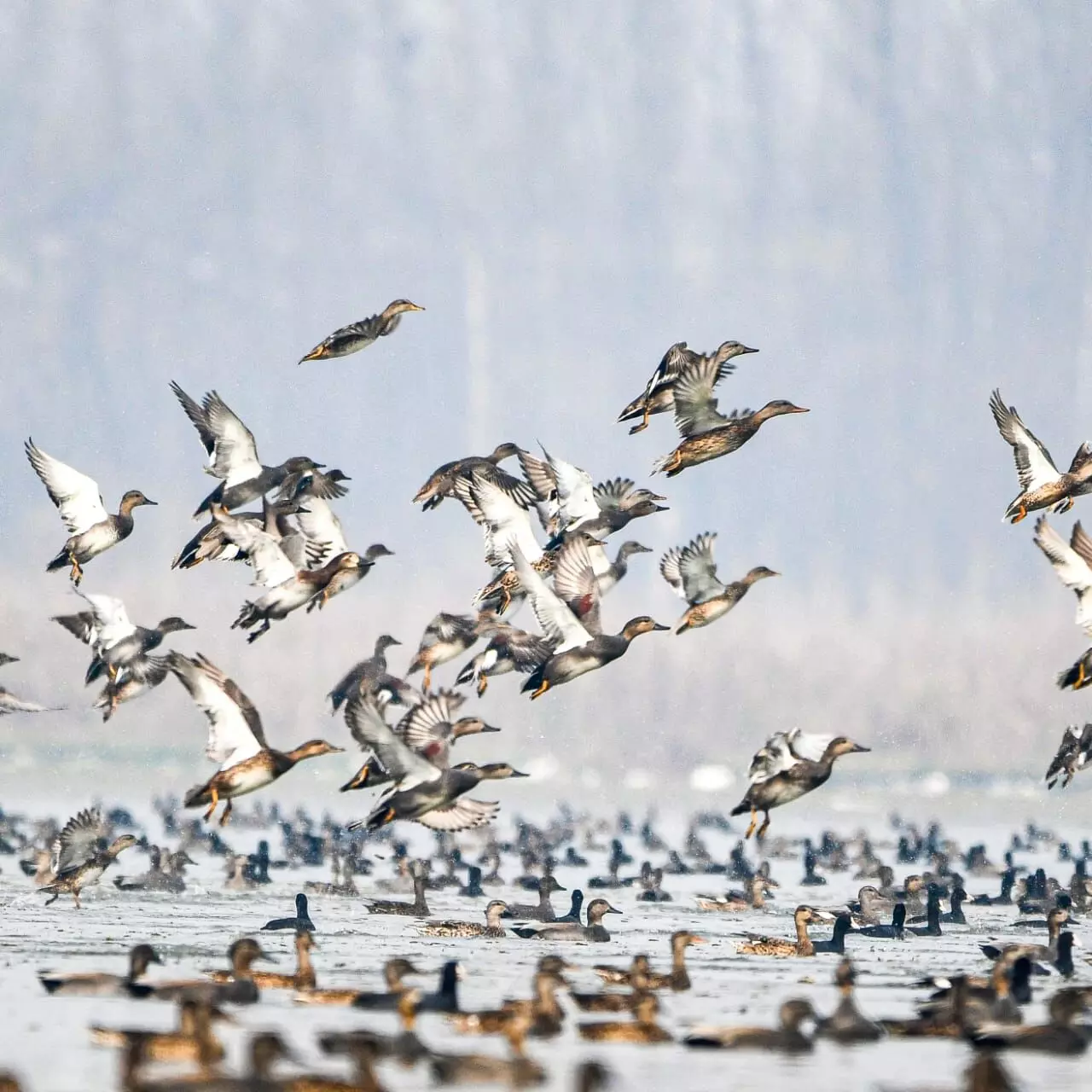 Saving Hokersar, Kashmir's Largest Wetland