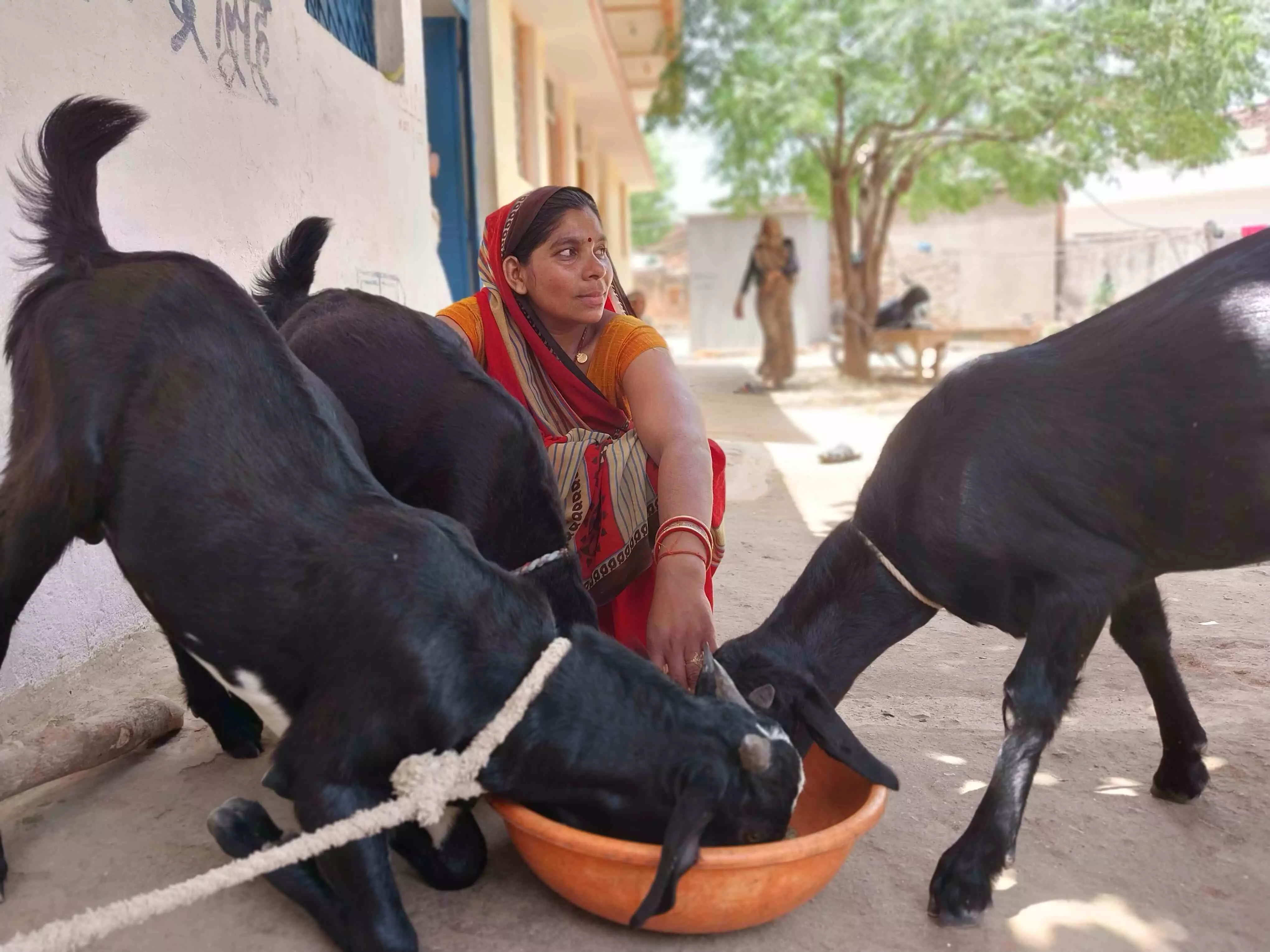 Meet Pashu Sakhis, The Goat’s Best Buddy