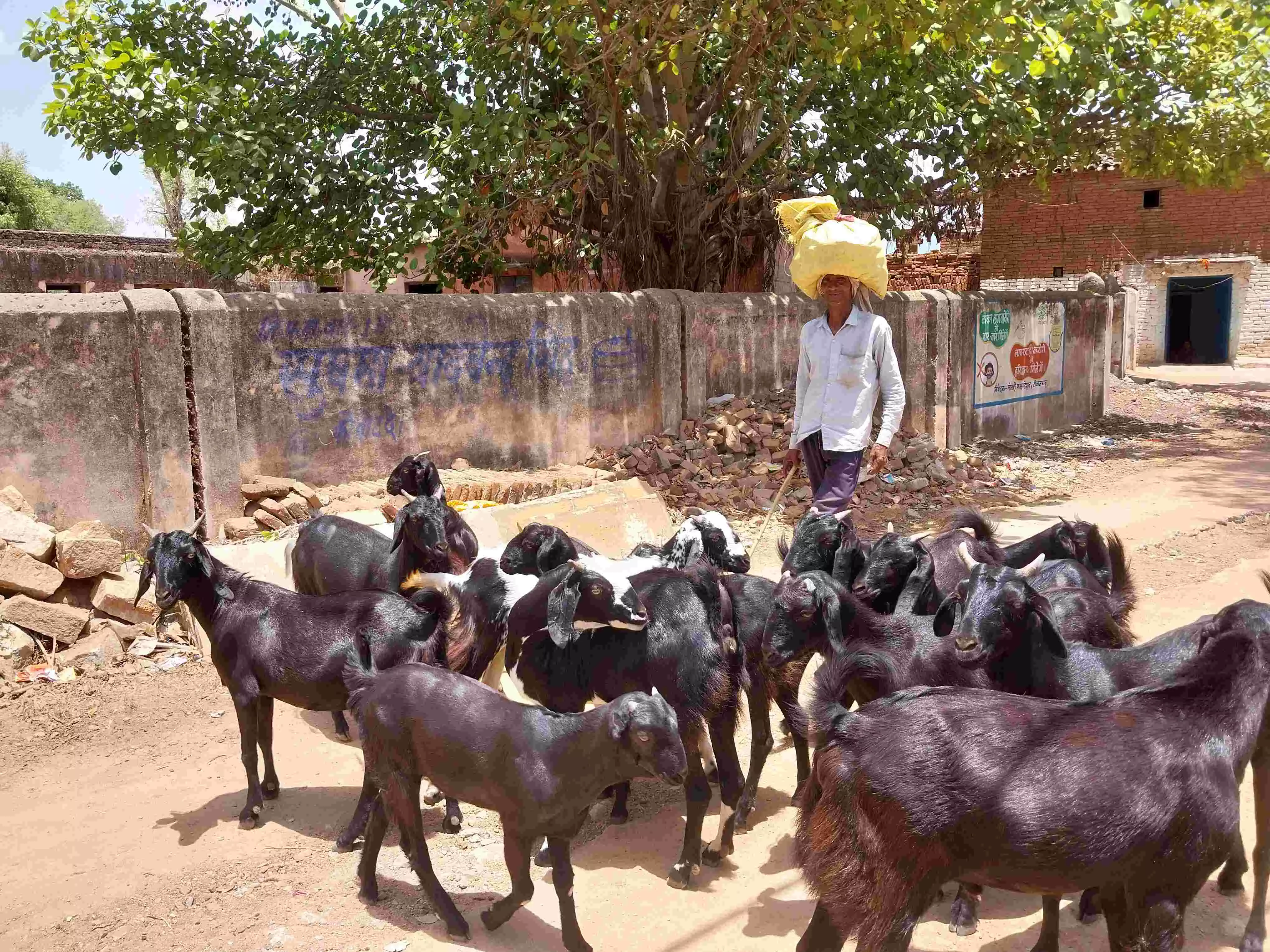 Meet Pashu Sakhis, The Goat’s Best Buddy