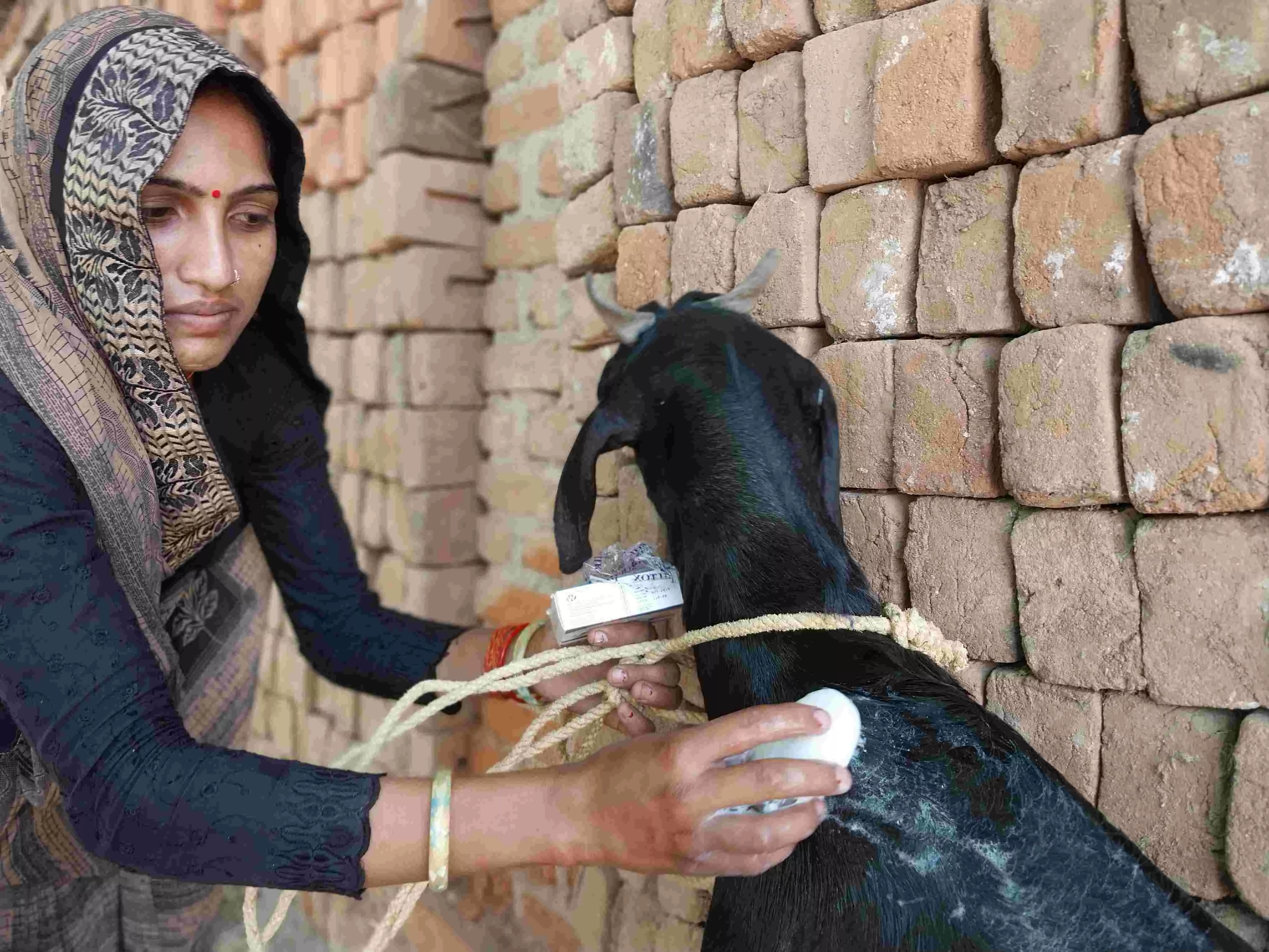 Meet Pashu Sakhis, The Goat’s Best Buddy