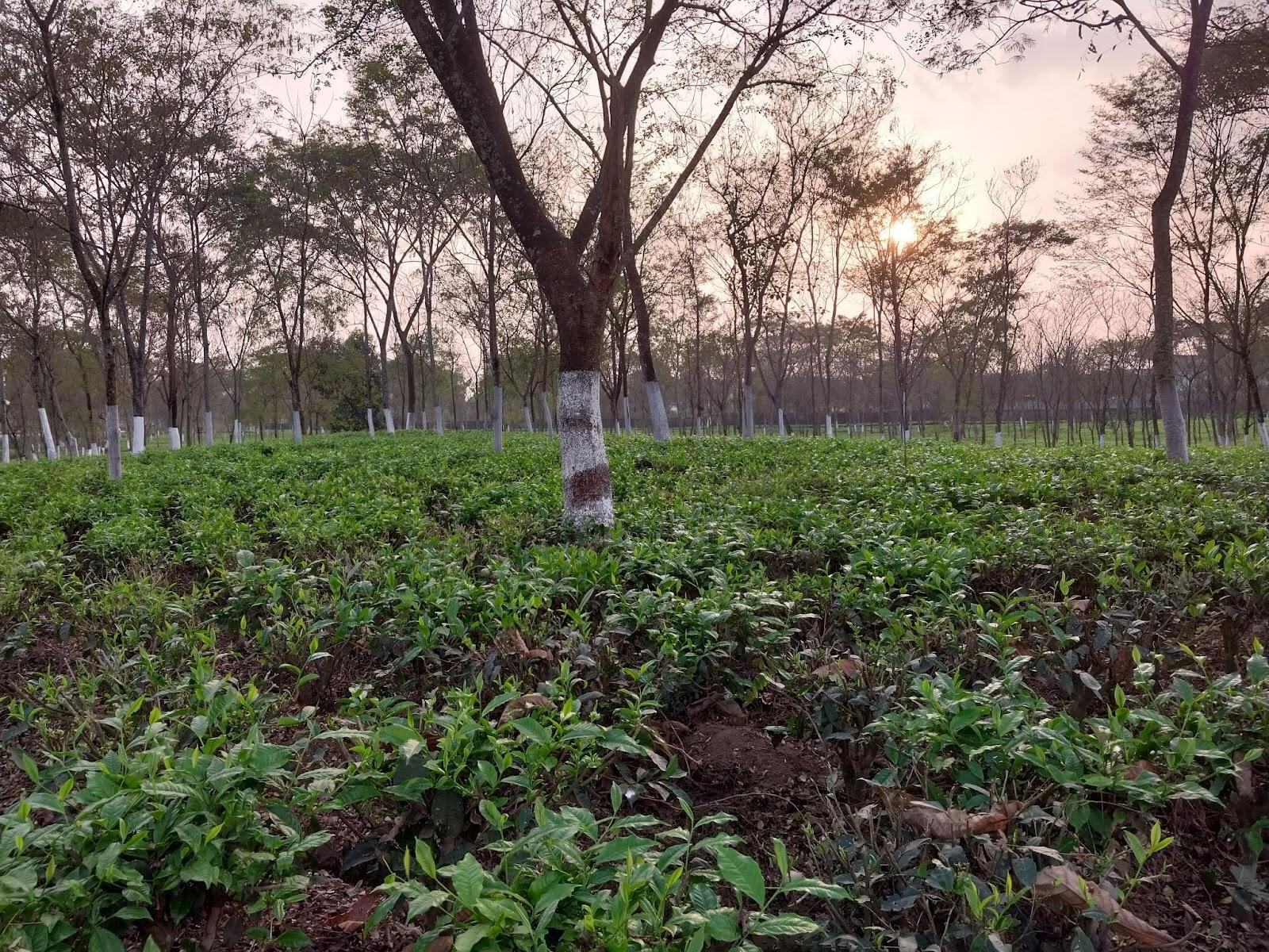 Elephants Trample Paddy, Betelnut, Bay Leaf Trees In Bengal