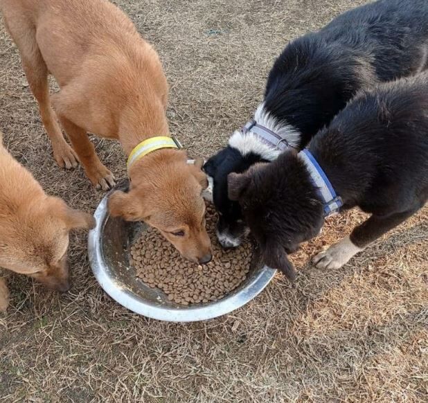 Lockdown Impact on Stray Dogs, Samaritans to the Rescue