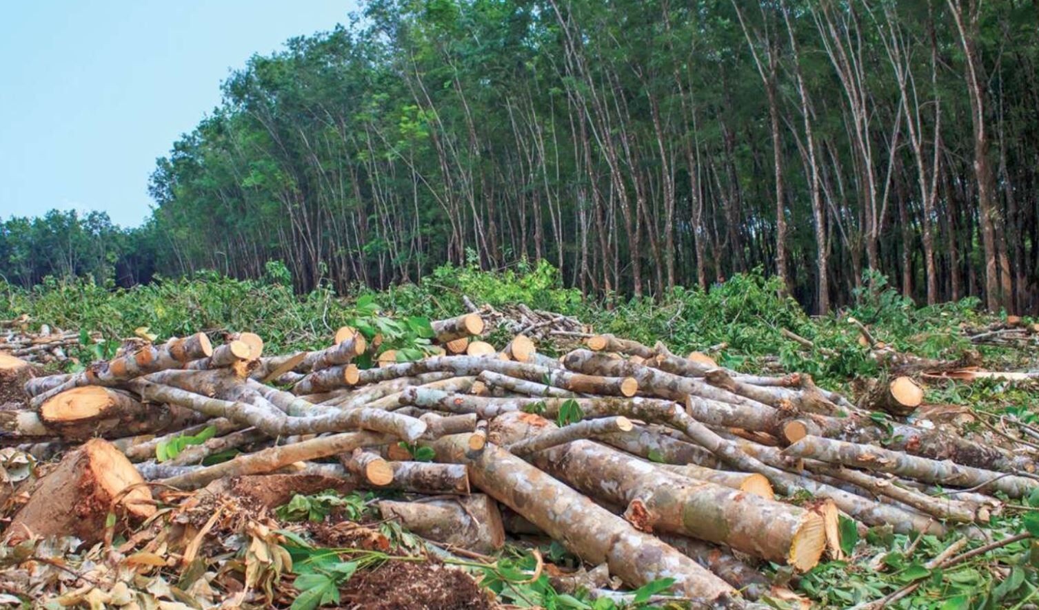 Orissa Villagers Launch Jungle Satyagraha Against Coal Mine Project