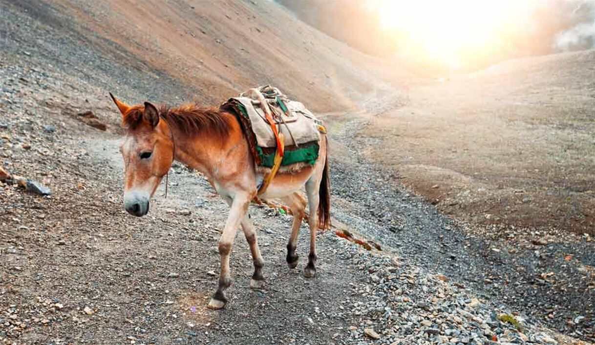 Donkeys Suffer So Much, Need Better Care